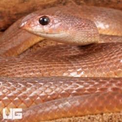 Red Beaked Snakes (Rhamphiophis oxyrhynchus) For Sale - Underground ...
