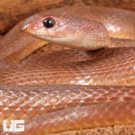 Red Beaked Snakes (Rhamphiophis oxyrhynchus) For Sale - Underground ...
