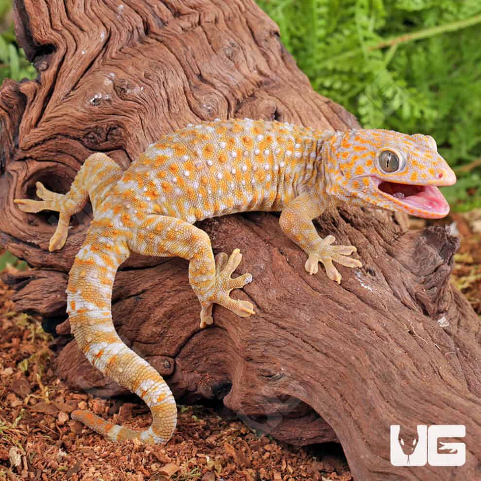 Other Geckos For Sale - Underground Reptiles