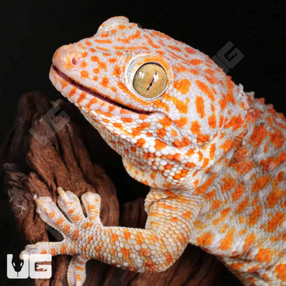Adult Male Albino Tokay Geckos for sale - Underground Reptiles