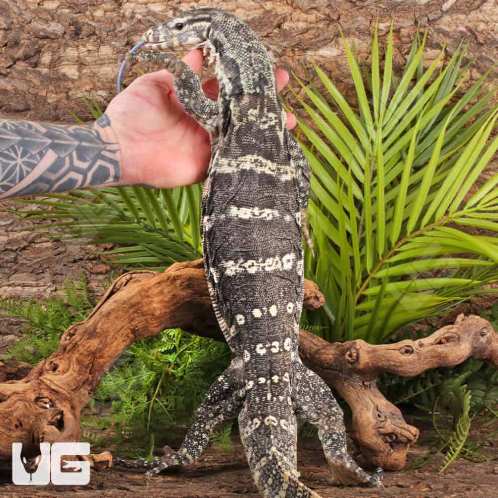 Monitors For Sale - Underground Reptiles