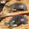 New Reptiles & Amphibians - Underground Reptiles