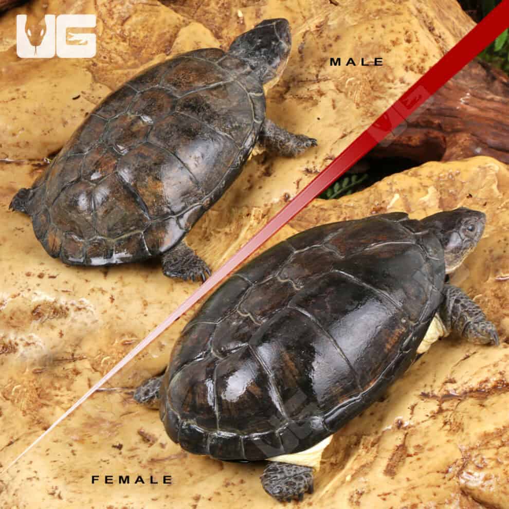 African Dwarf Mud Turtles (Pelusios nanus) For Sale - Underground Reptiles