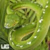New Reptiles & Amphibians - Underground Reptiles