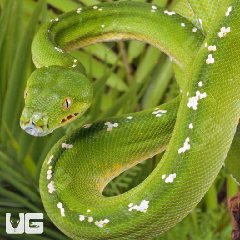 New Reptiles & Amphibians - Underground Reptiles