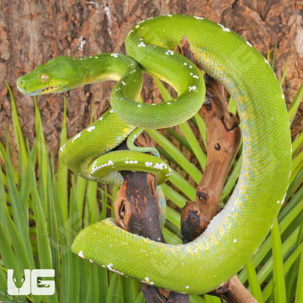 Adult Aru Green Tree Python for sale - Underground Reptiles