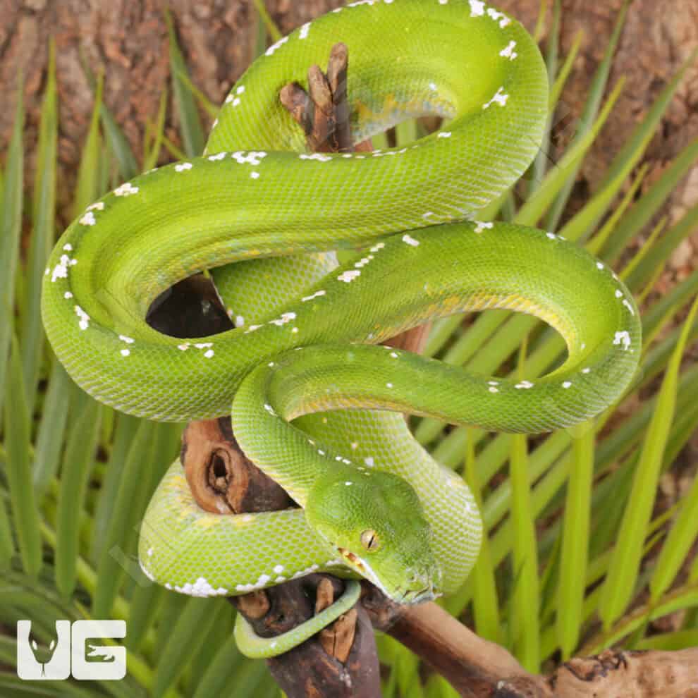 Adult Aru Green Tree Python for sale - Underground Reptiles