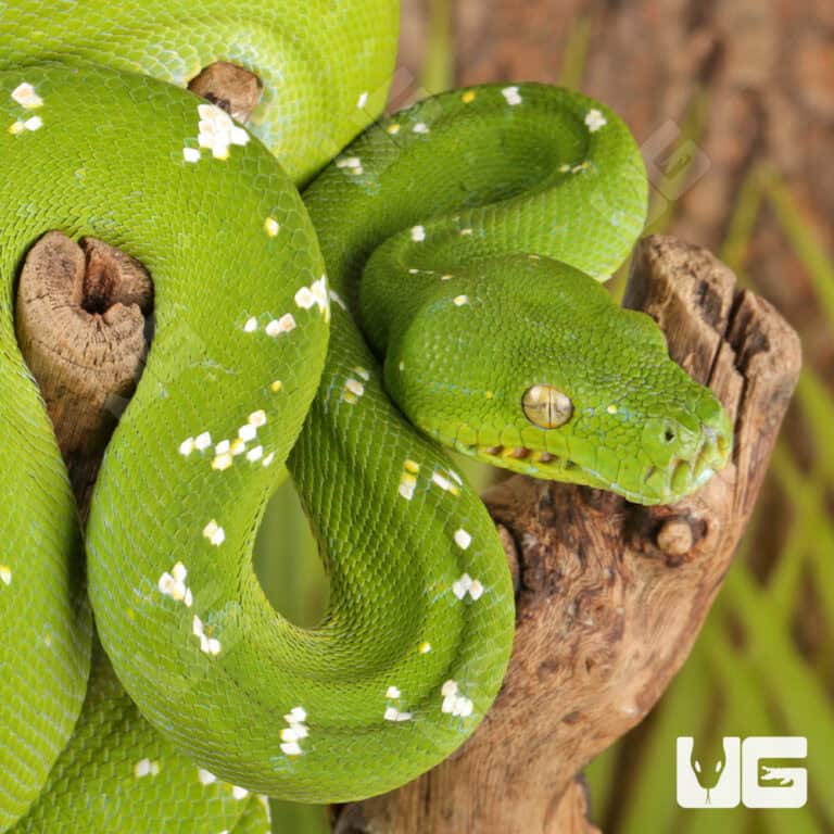 New Reptiles & Amphibians - Underground Reptiles