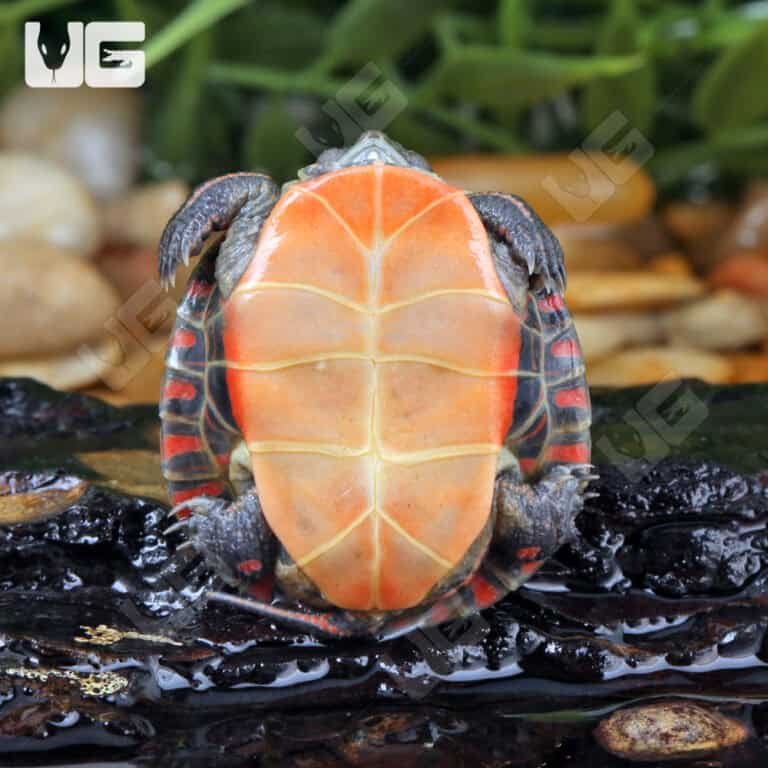 Baby Eastern Painted Turtles For Sale - Underground Reptiles