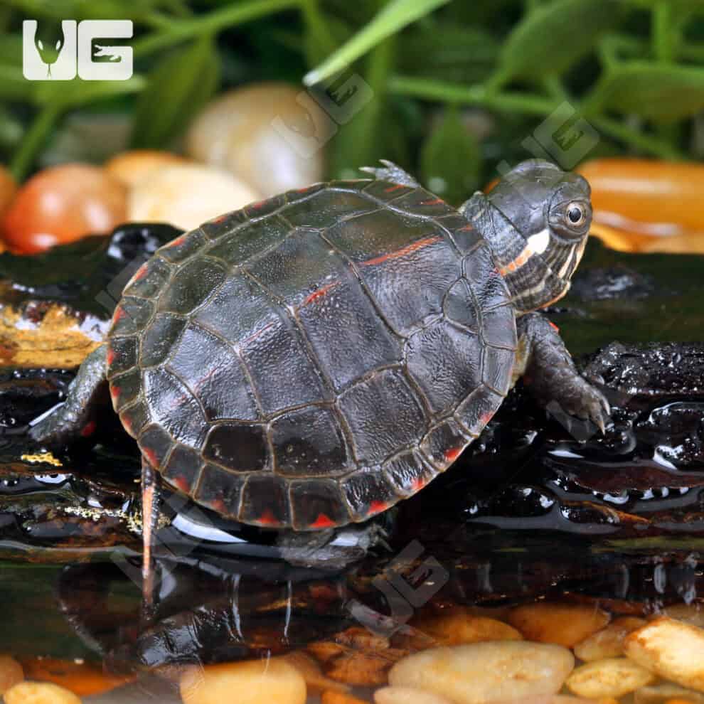 Baby Eastern Painted Turtles For Sale - Underground Reptiles