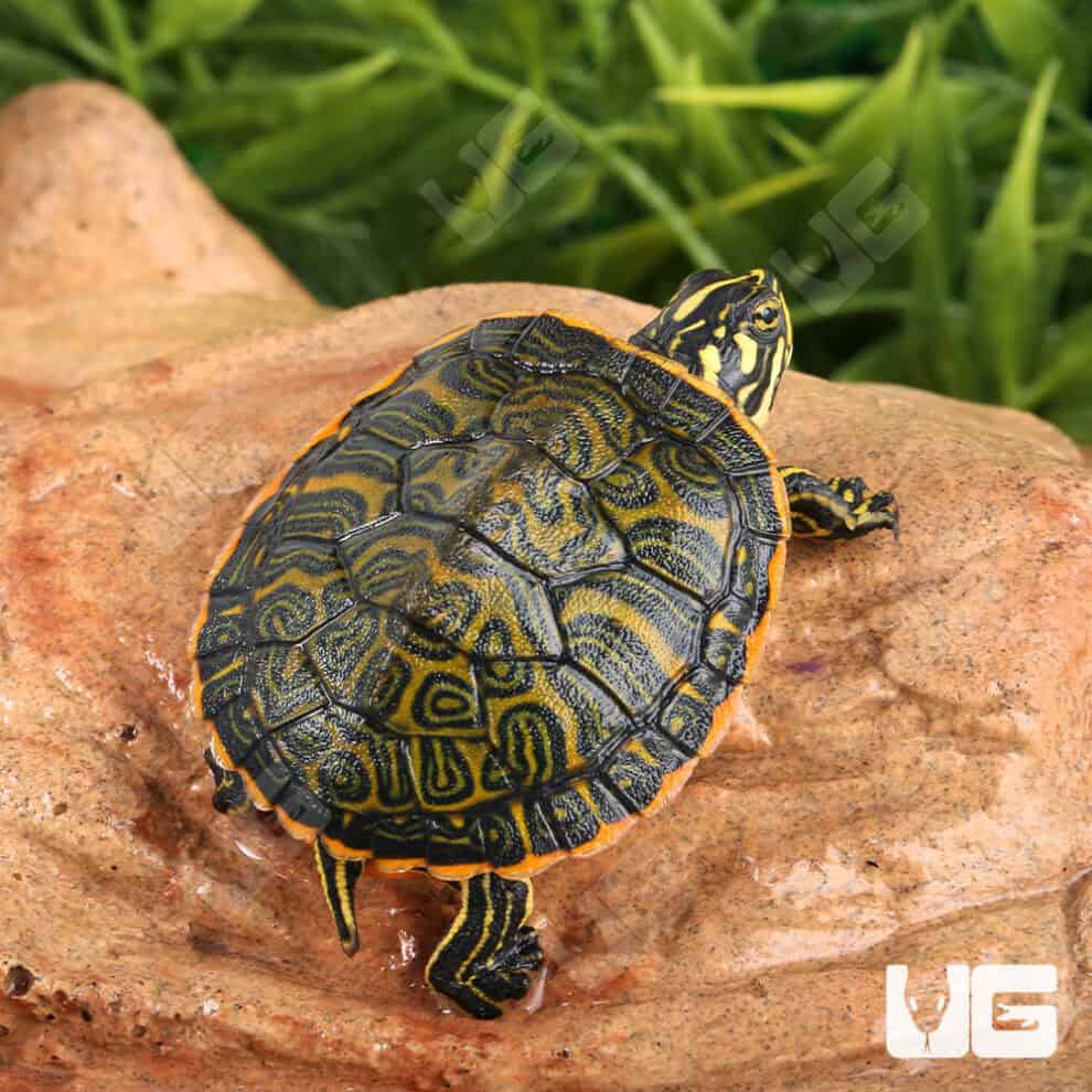Florida Red Belly Slider Turtles For Sale - Underground Reptiles