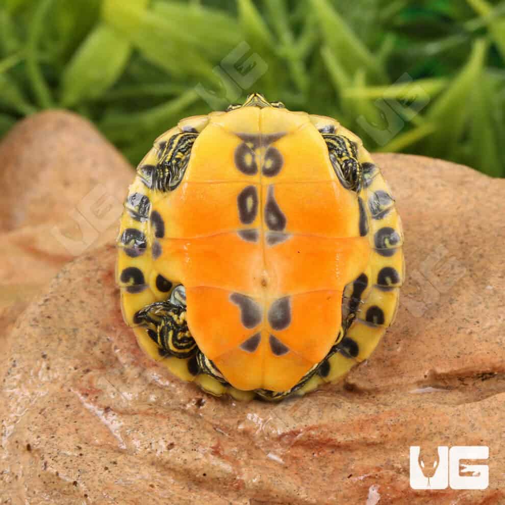Florida Red Belly Slider Turtles For Sale - Underground Reptiles