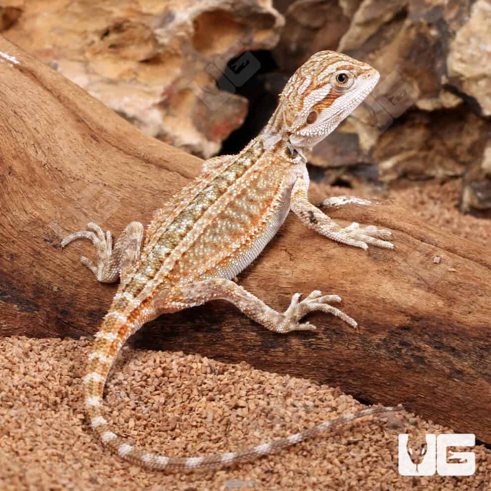 Baby Genetic Stripe Bearded Dragon (Pogona vitticeps) For Sale ...