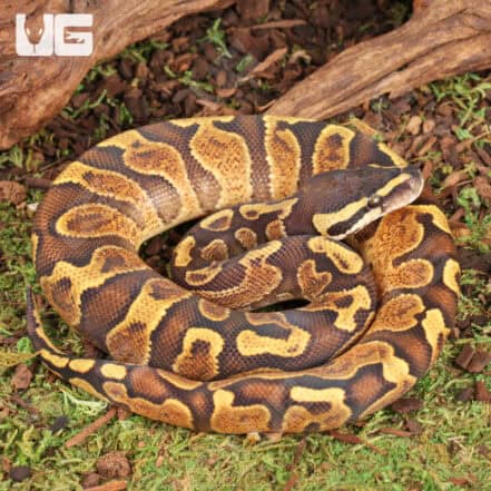 Ball Pythons For Sale - Underground Reptiles