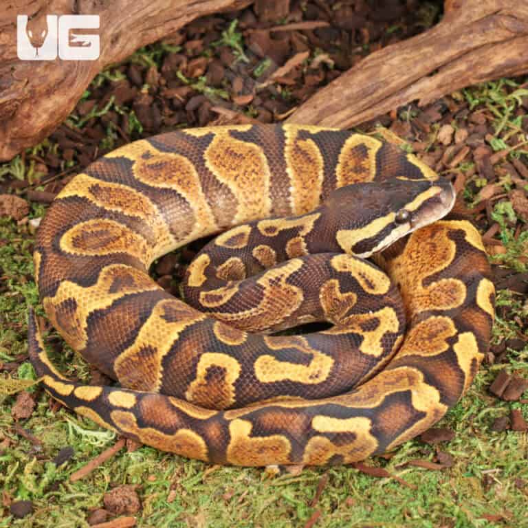 Ball Pythons For Sale - Underground Reptiles