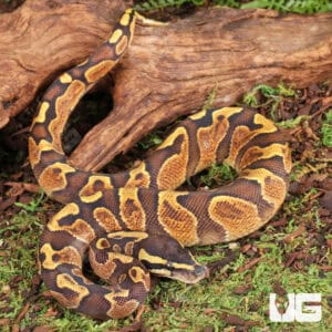 Ball Pythons For Sale - Underground Reptiles
