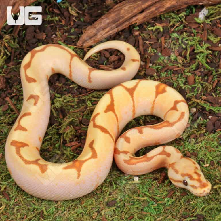 Ball Pythons For Sale - Underground Reptiles