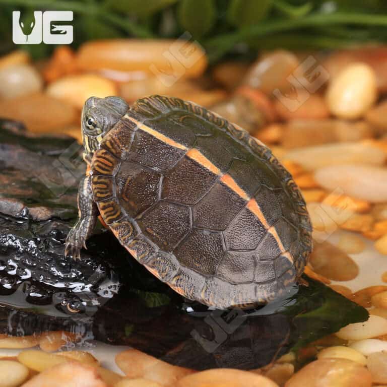 Baby Southern Painted Turtles For Sale - Underground Reptiles