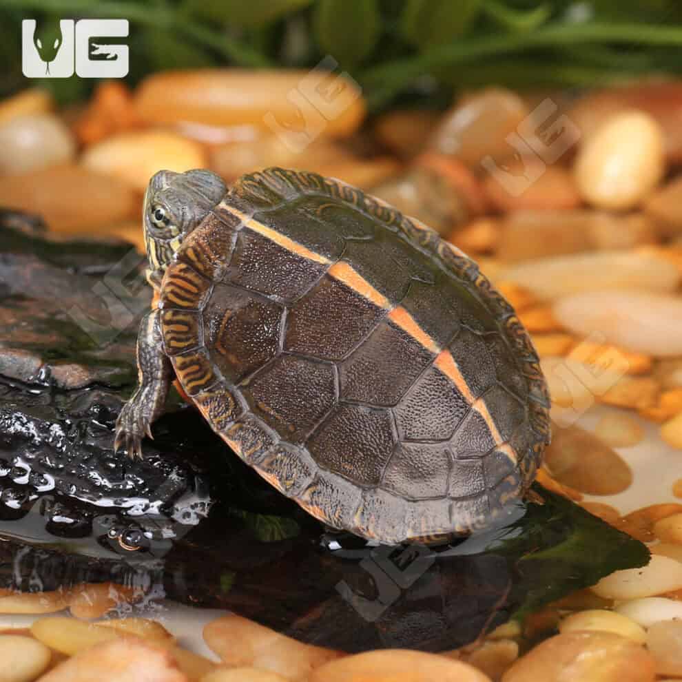 Turtles For Sale - Underground Reptiles