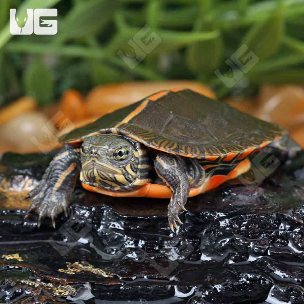 Baby Southern Painted Turtles For Sale - Underground Reptiles