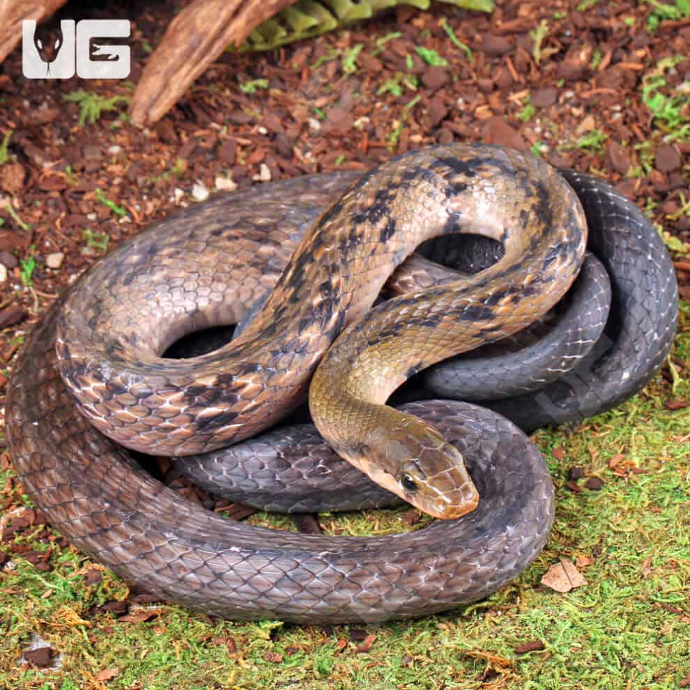 Black Copper Ratsnake For Sale - Underground Reptiles