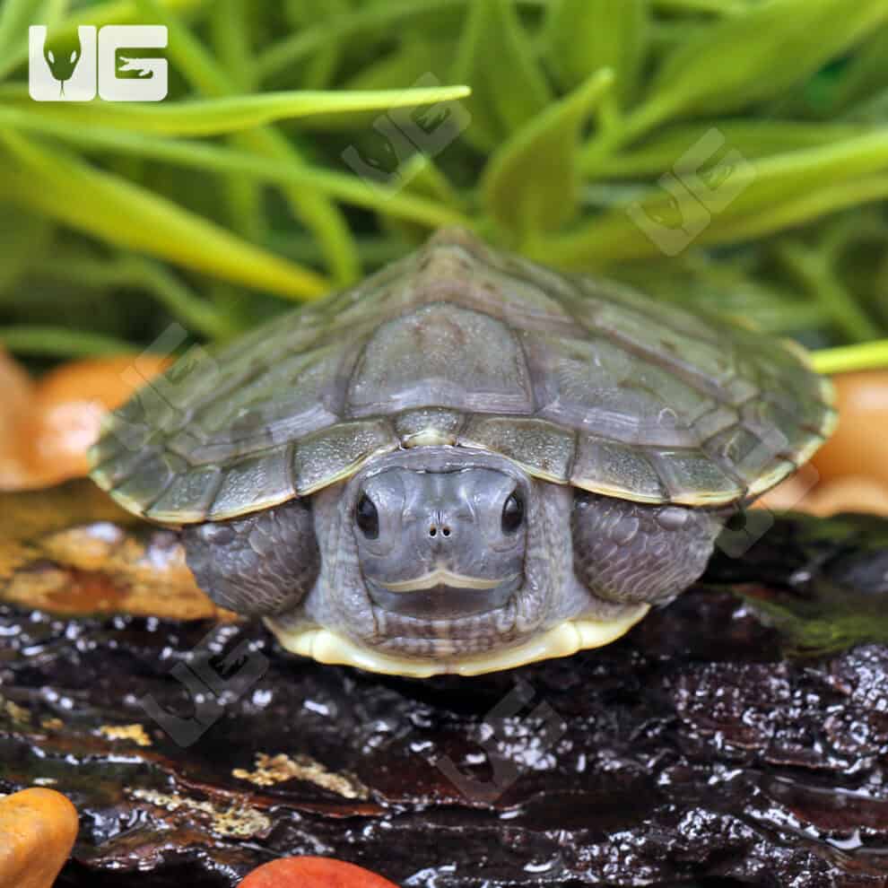 Turtles For Sale - Underground Reptiles