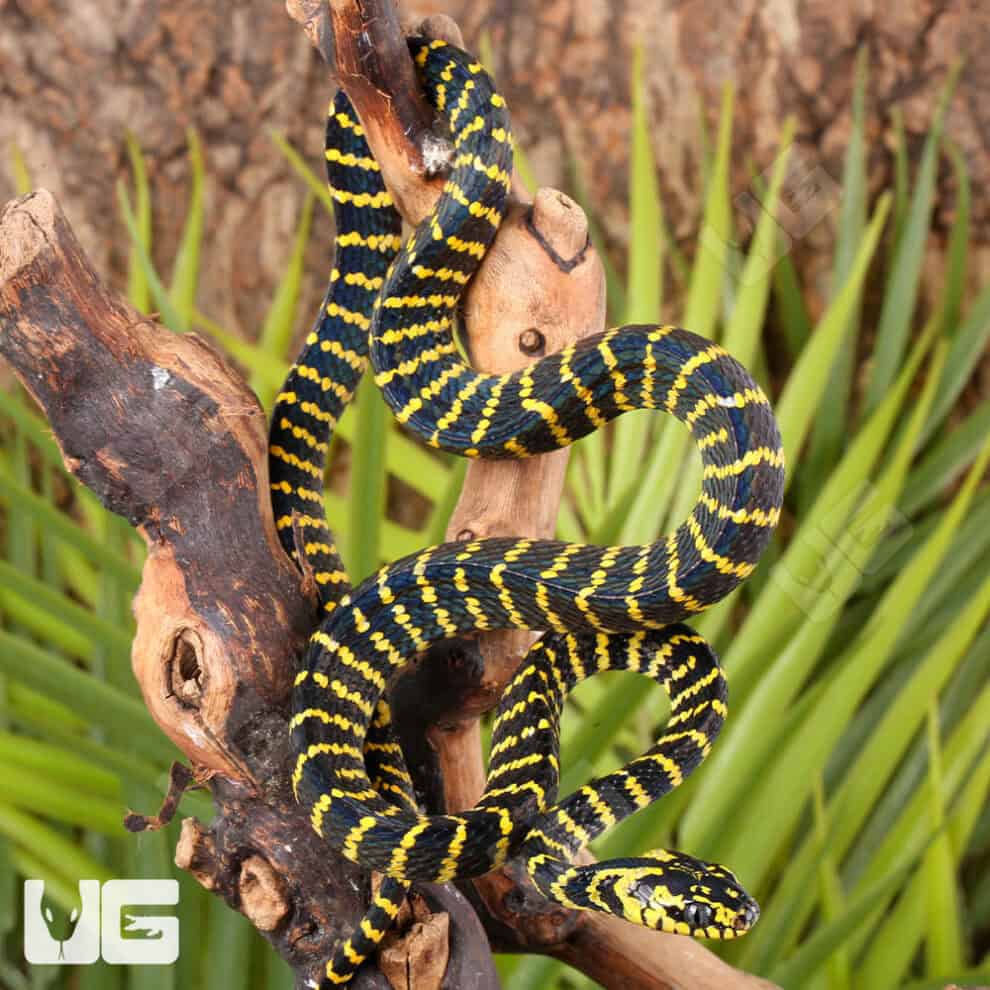 Juvenile Mangrove Snakes For Sale - Underground Reptiles
