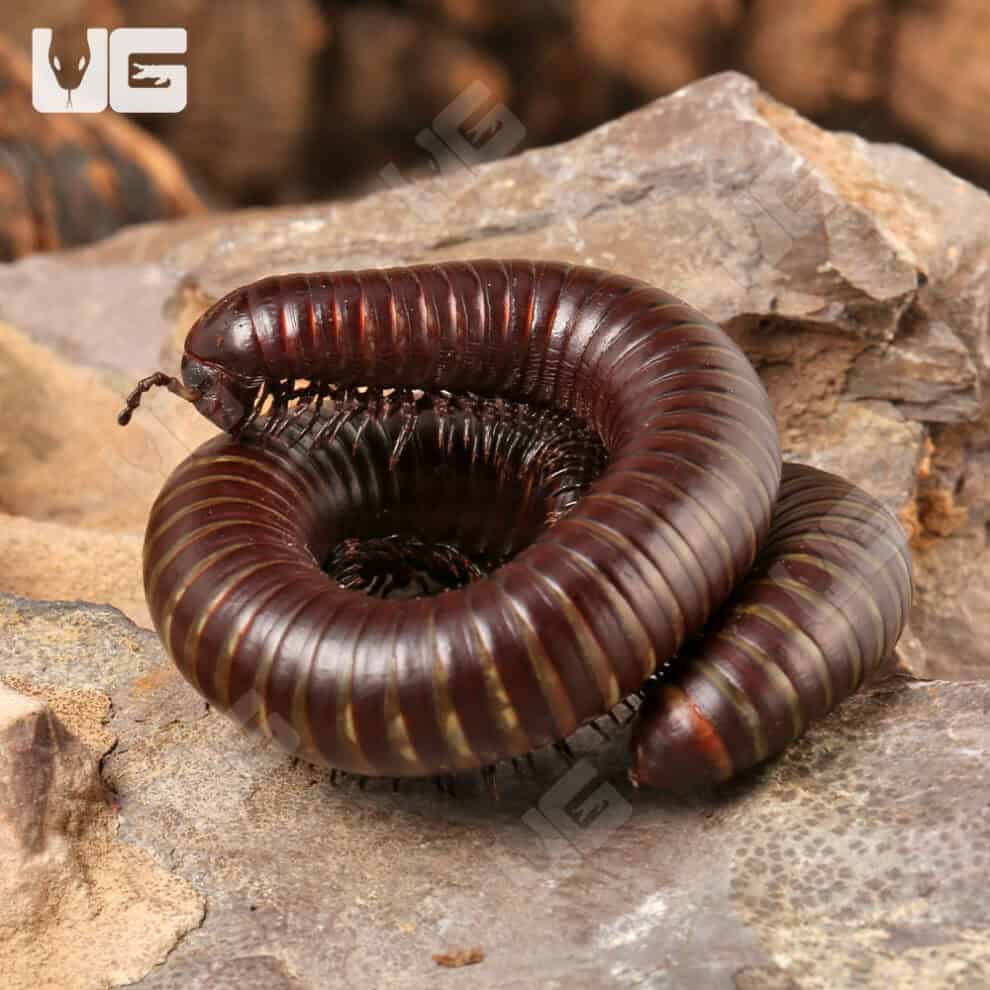 Chocolate Desert Millipede (Orthroporus Ornatus) For Sale - Underground ...