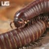 Underground Reptiles - Exotic Reptiles, Amphibians, Lizards and Mammals