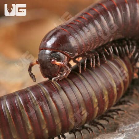 Centipedes, Millipedes and More For Sale - Underground Reptiles