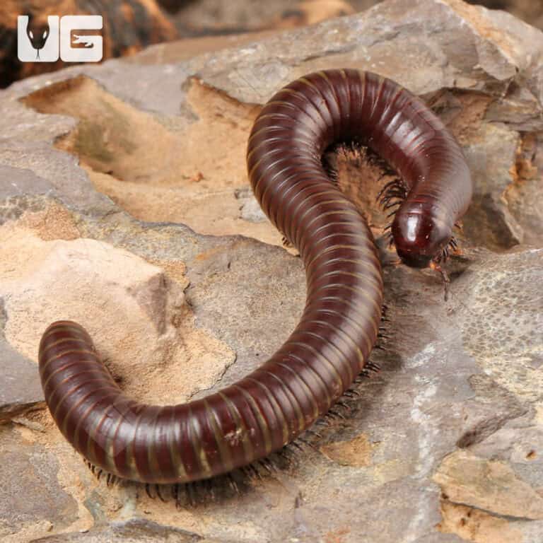 Chocolate Desert Millipede (Orthroporus Ornatus) For Sale - Underground ...