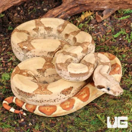 Hypo Jungle Fire Het Leucistic Redtail Boa For Sale - Underground Reptiles