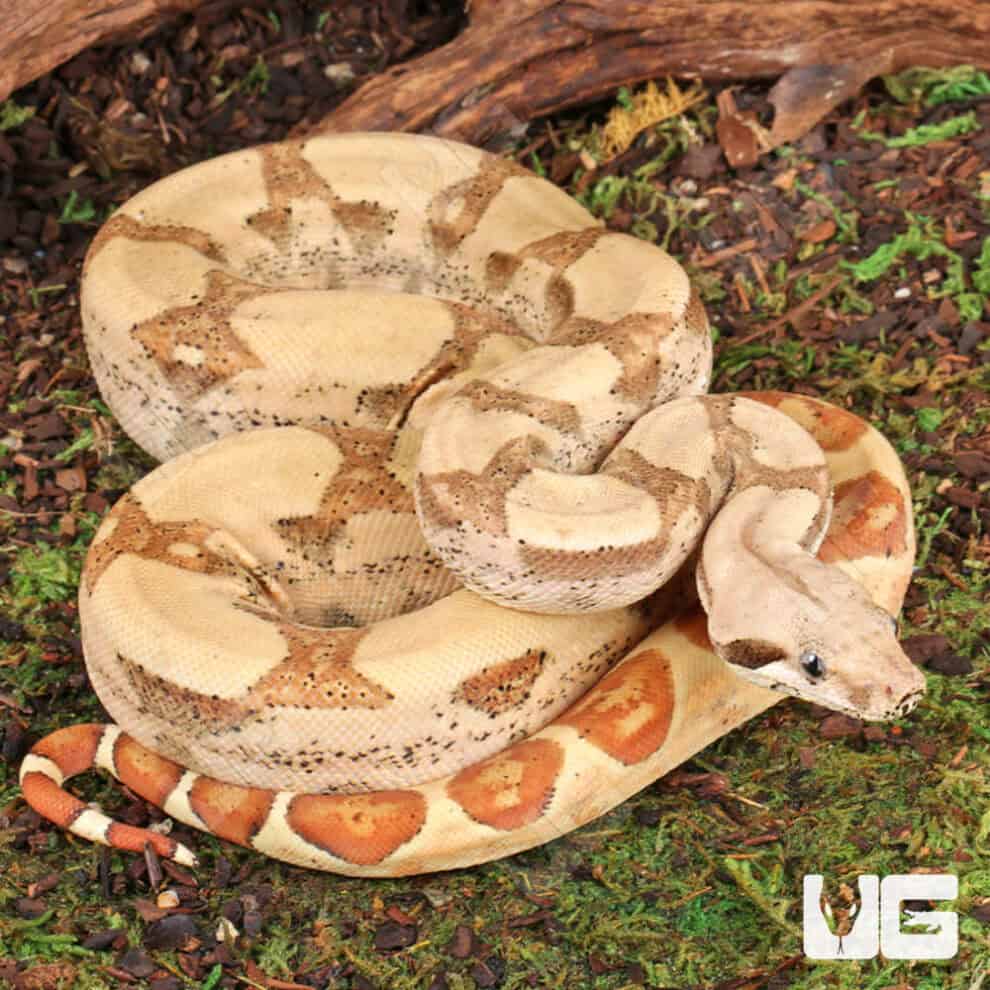 Boas For Sale - Underground Reptiles