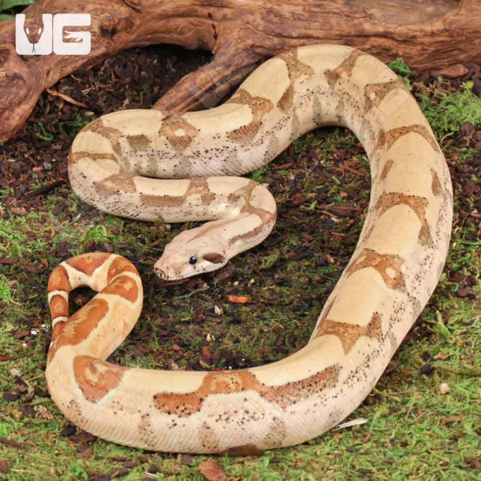 Hypo Jungle Fire Het Leucistic Redtail Boa For Sale - Underground Reptiles