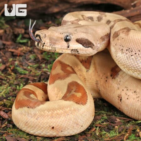 Boas For Sale - Underground Reptiles