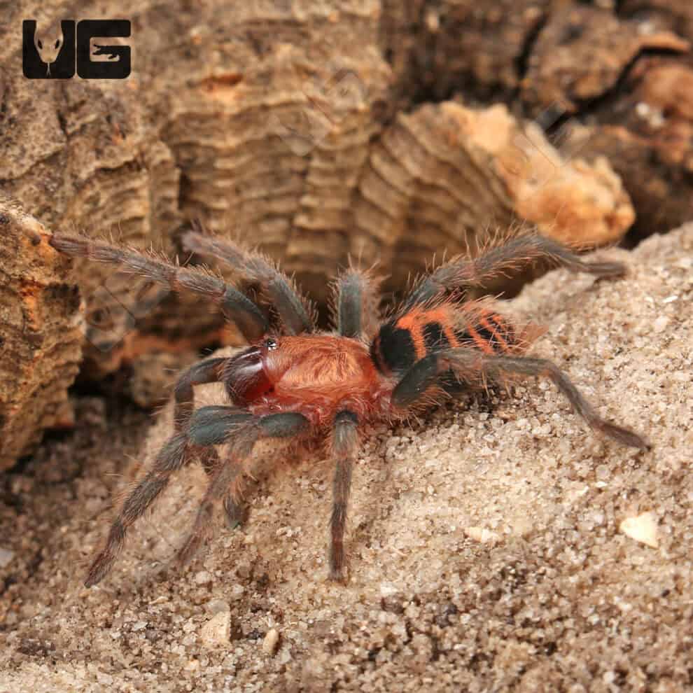 Guatemalan Tiger Rump Tarantula For Sale - Underground Reptiles