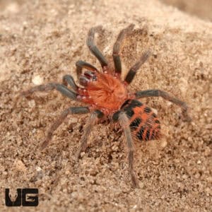 Tarantulas & Spiders Archives - Page 8 of 36 - Underground Reptiles