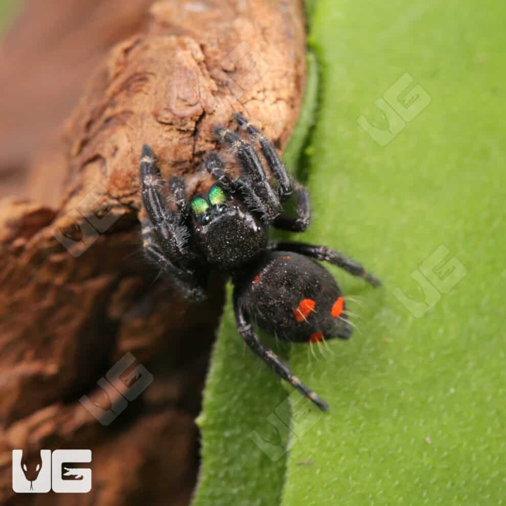 Orange Phase Bold Jumping Spider (Phidippus audax) For Sale ...