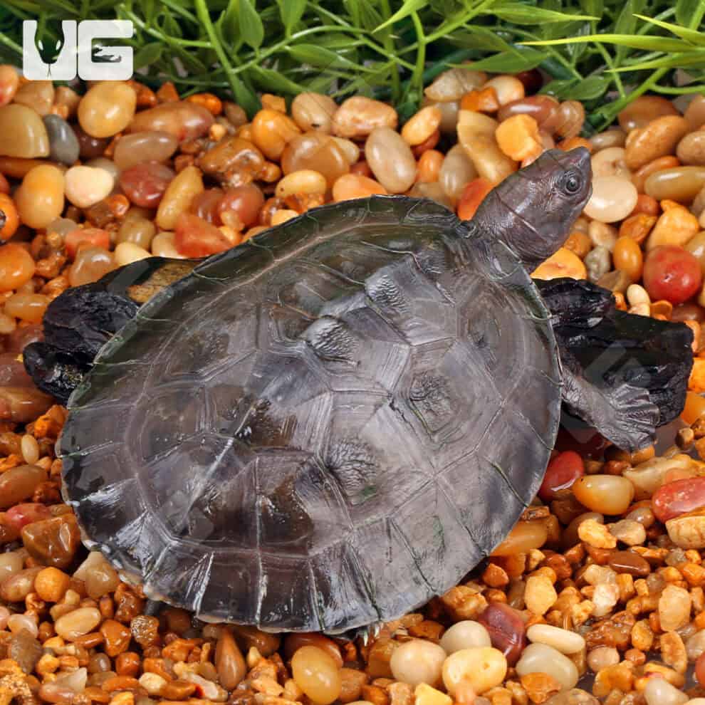 Painted River Terrapin Turtle For Sale - Underground Reptiles