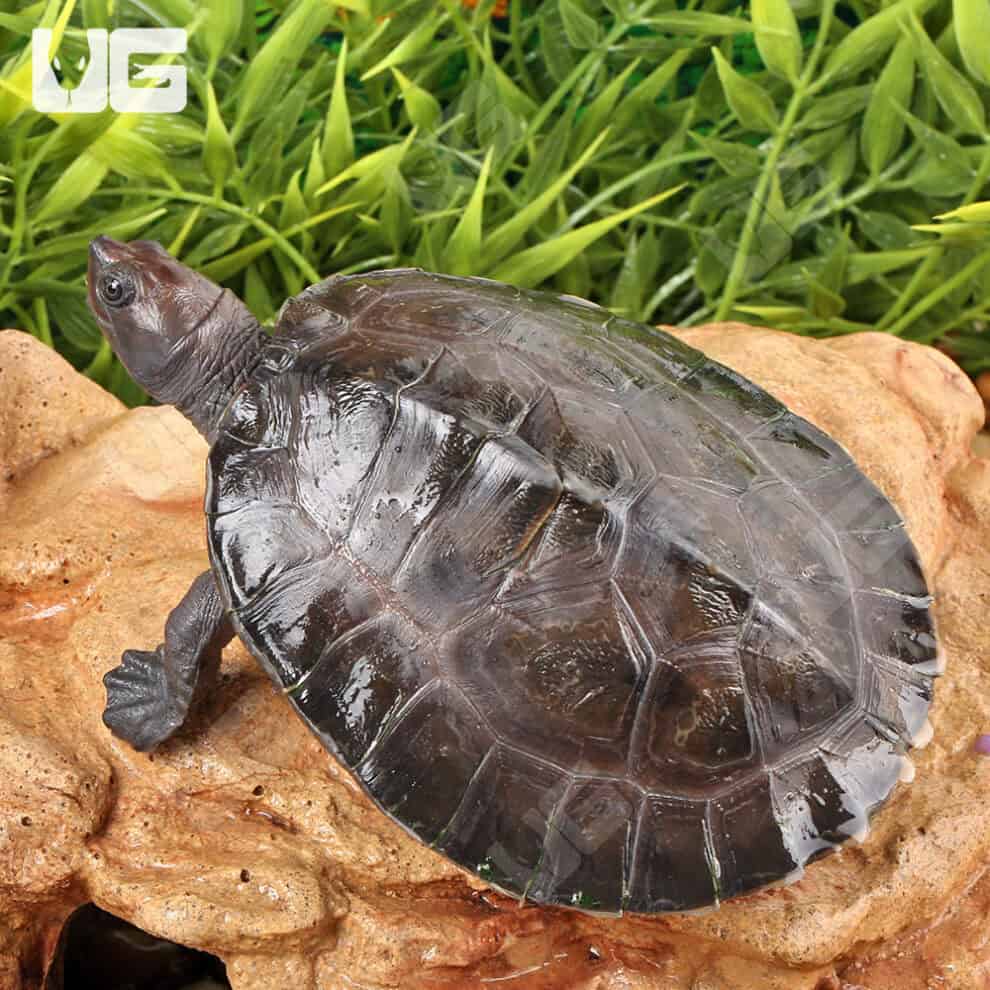 Painted River Terrapin Turtle For Sale - Underground Reptiles