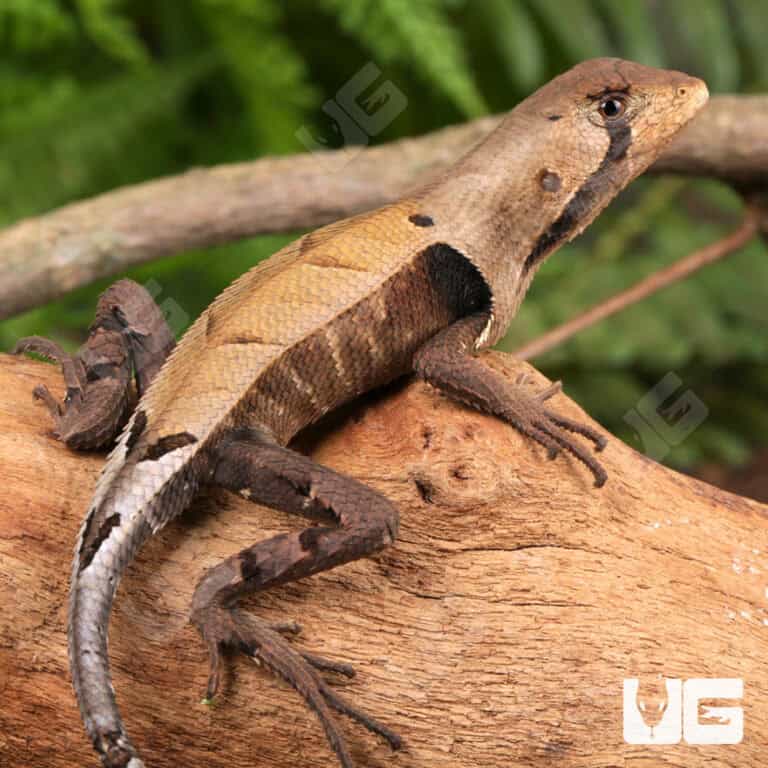 Peruvian Dead Leaf Lizards (Stenocercus fimbriatus) For Sale ...
