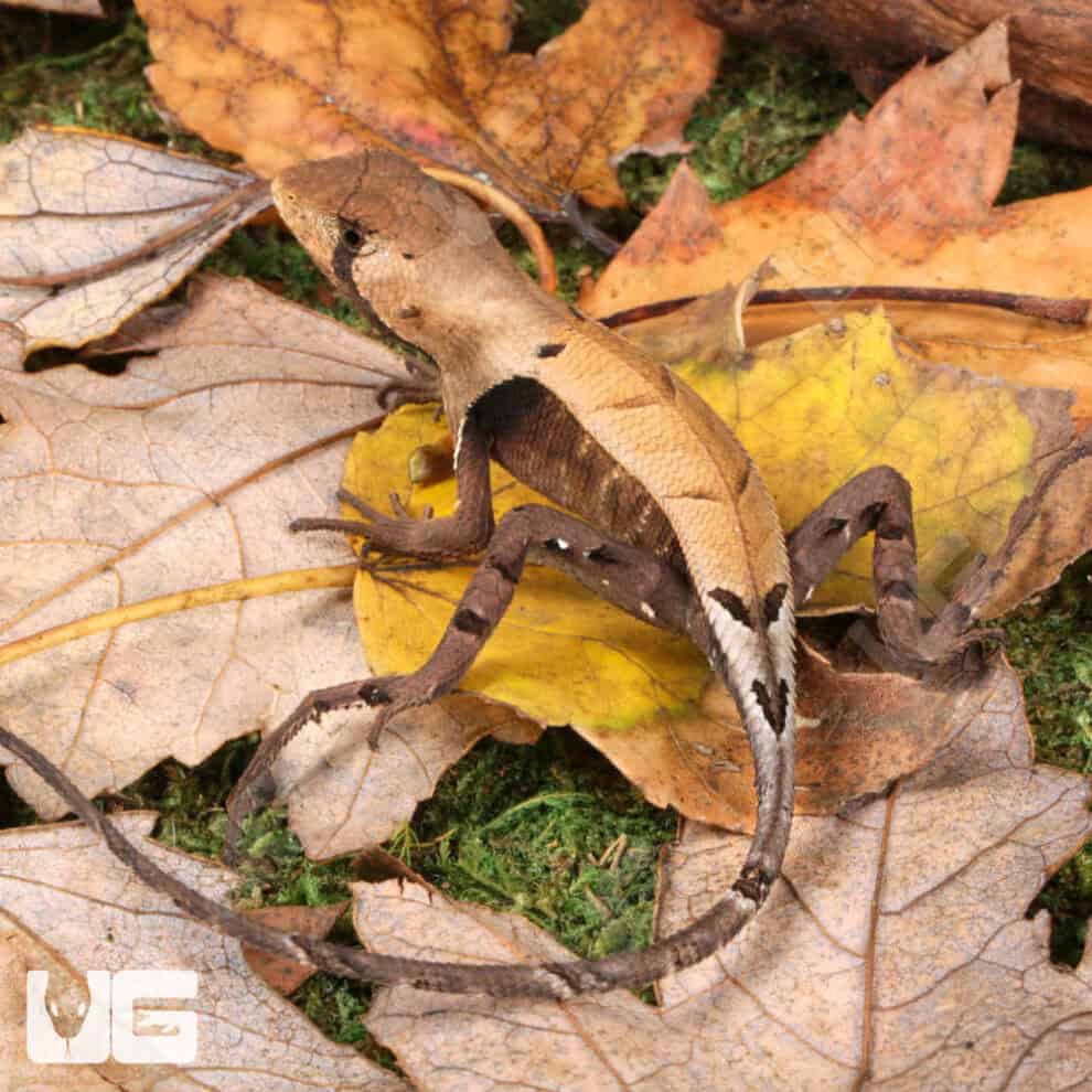 Peruvian Dead Leaf Lizards (Stenocercus fimbriatus) For Sale ...