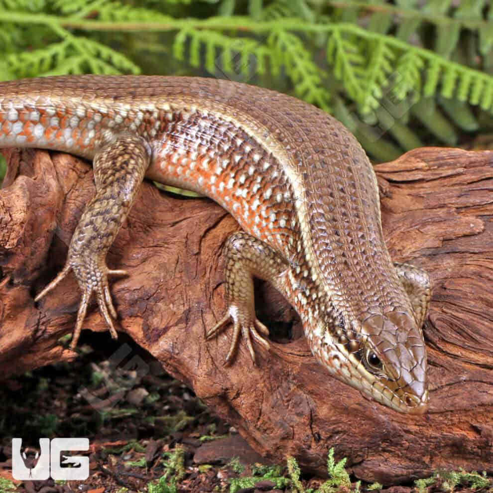 Red Sided Skinks For Sale - Underground Reptiles