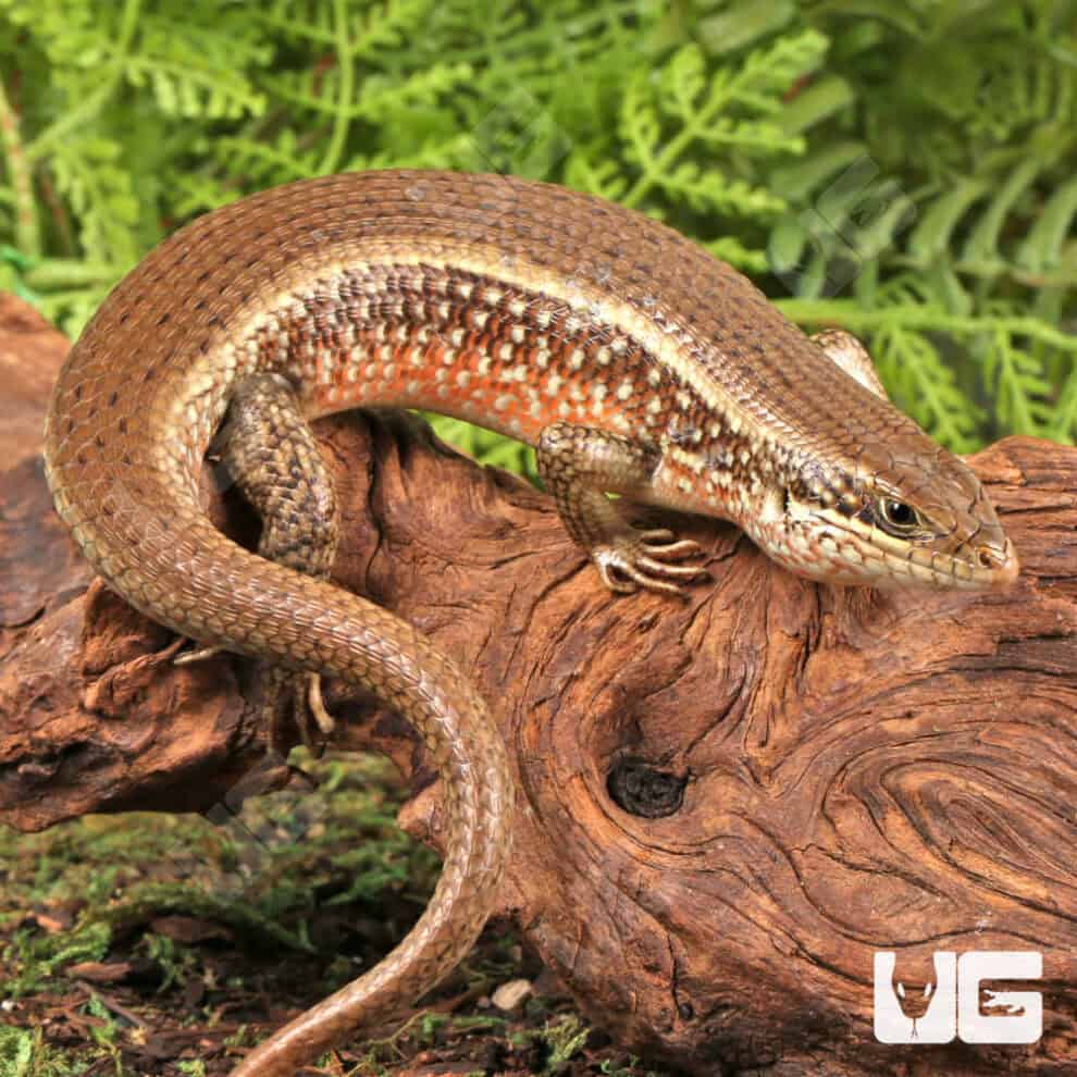Red Sided Skinks For Sale - Underground Reptiles