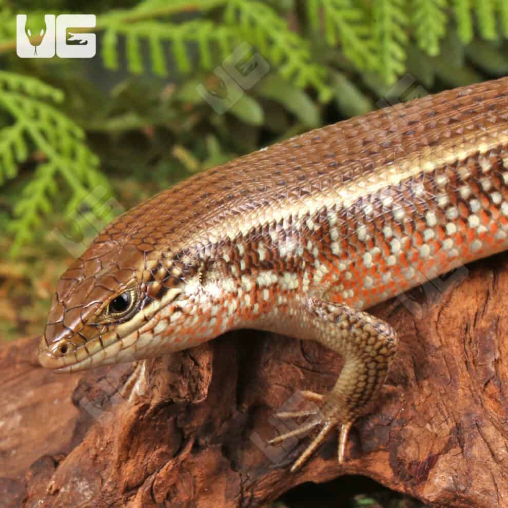 Skinks For Sale - Underground Reptiles
