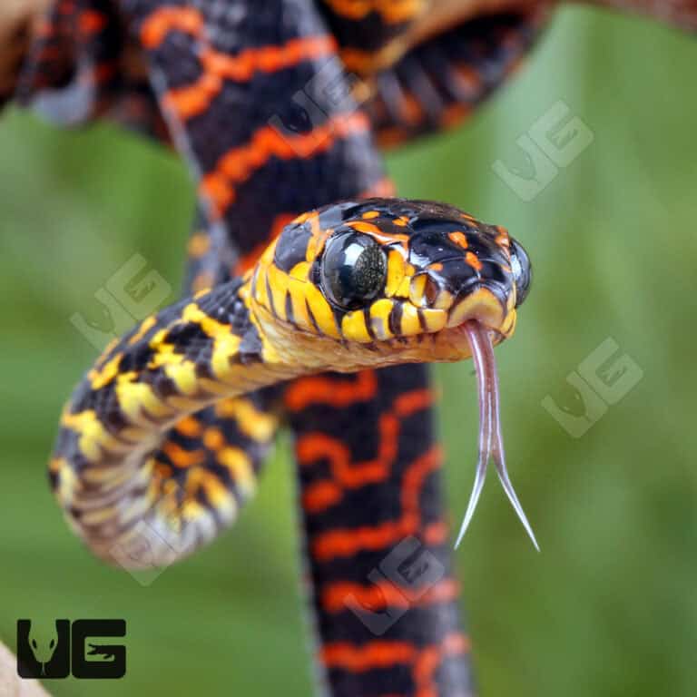 Baby Sulawesi Mangrove Snakes For Sale - Underground Reptiles