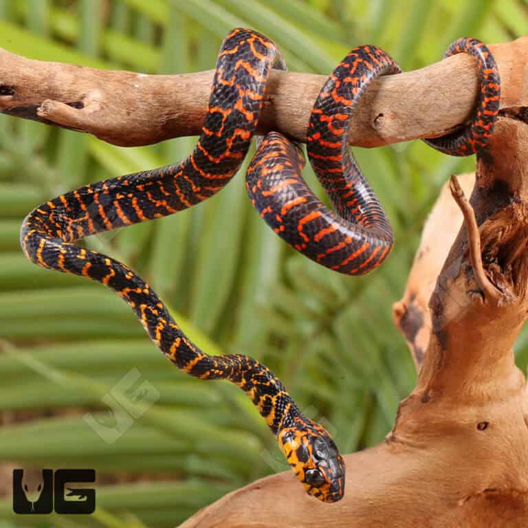 Baby Sulawesi Mangrove Snakes For Sale - Underground Reptiles