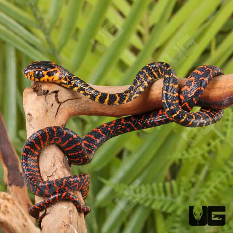 Baby Sulawesi Mangrove Snakes For Sale - Underground Reptiles