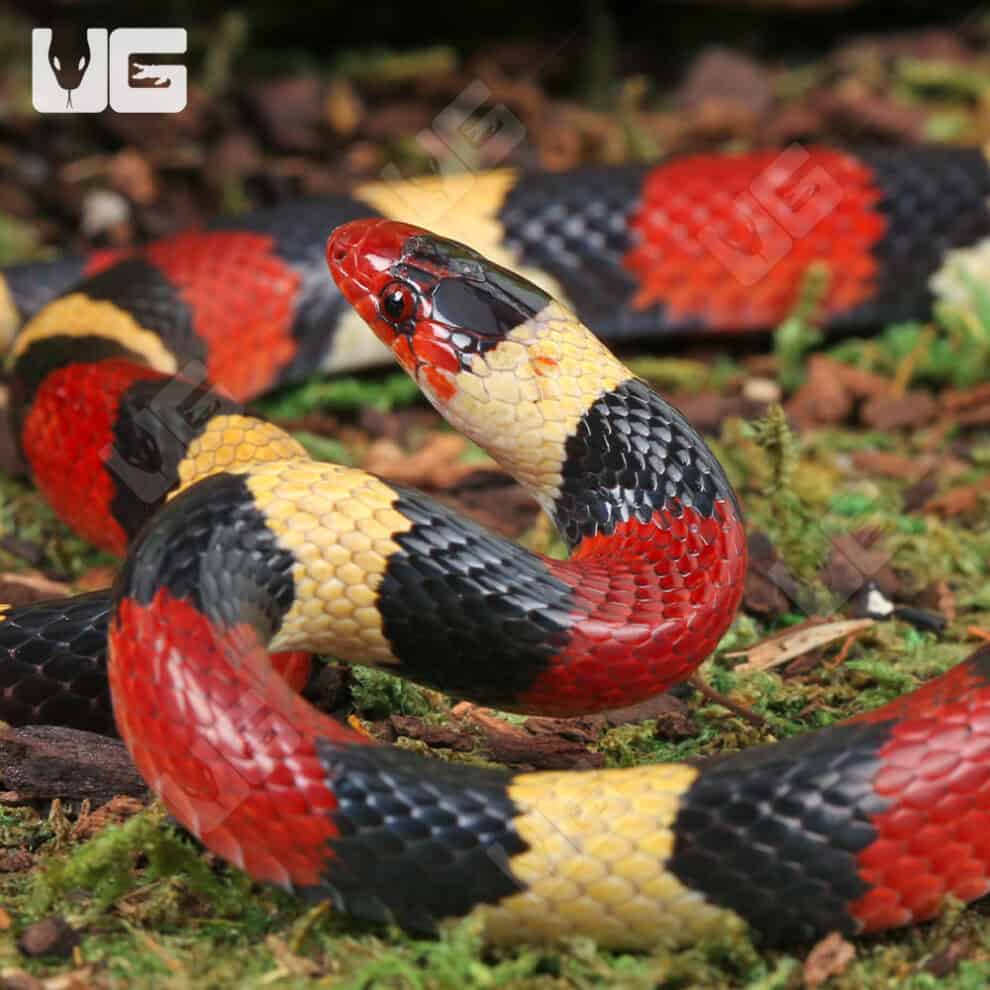 Scarlet Kingsnakes For Sale - Underground Reptiles