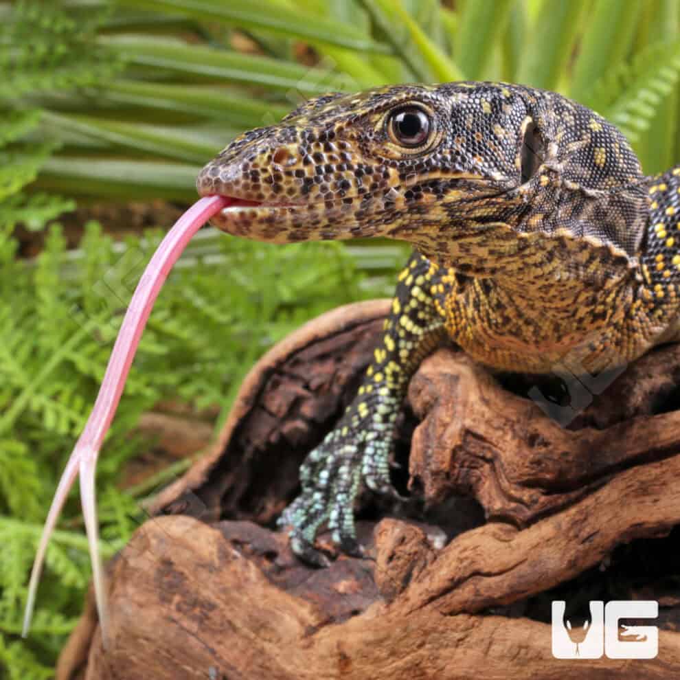 New Reptiles & Amphibians - Underground Reptiles